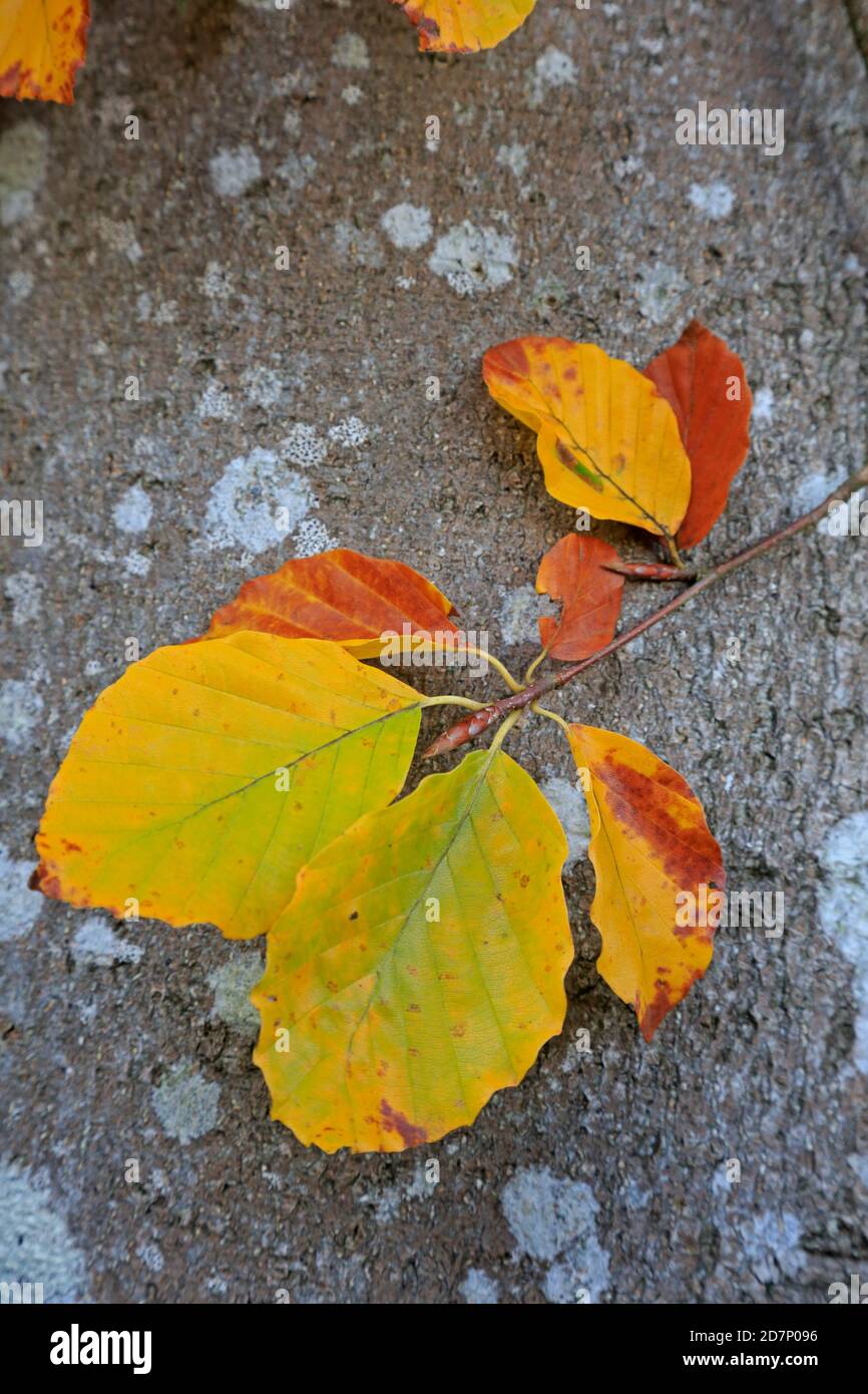 Autumn Beech leaves against the trunk of a Beech Tree Forest of Dean UK ...