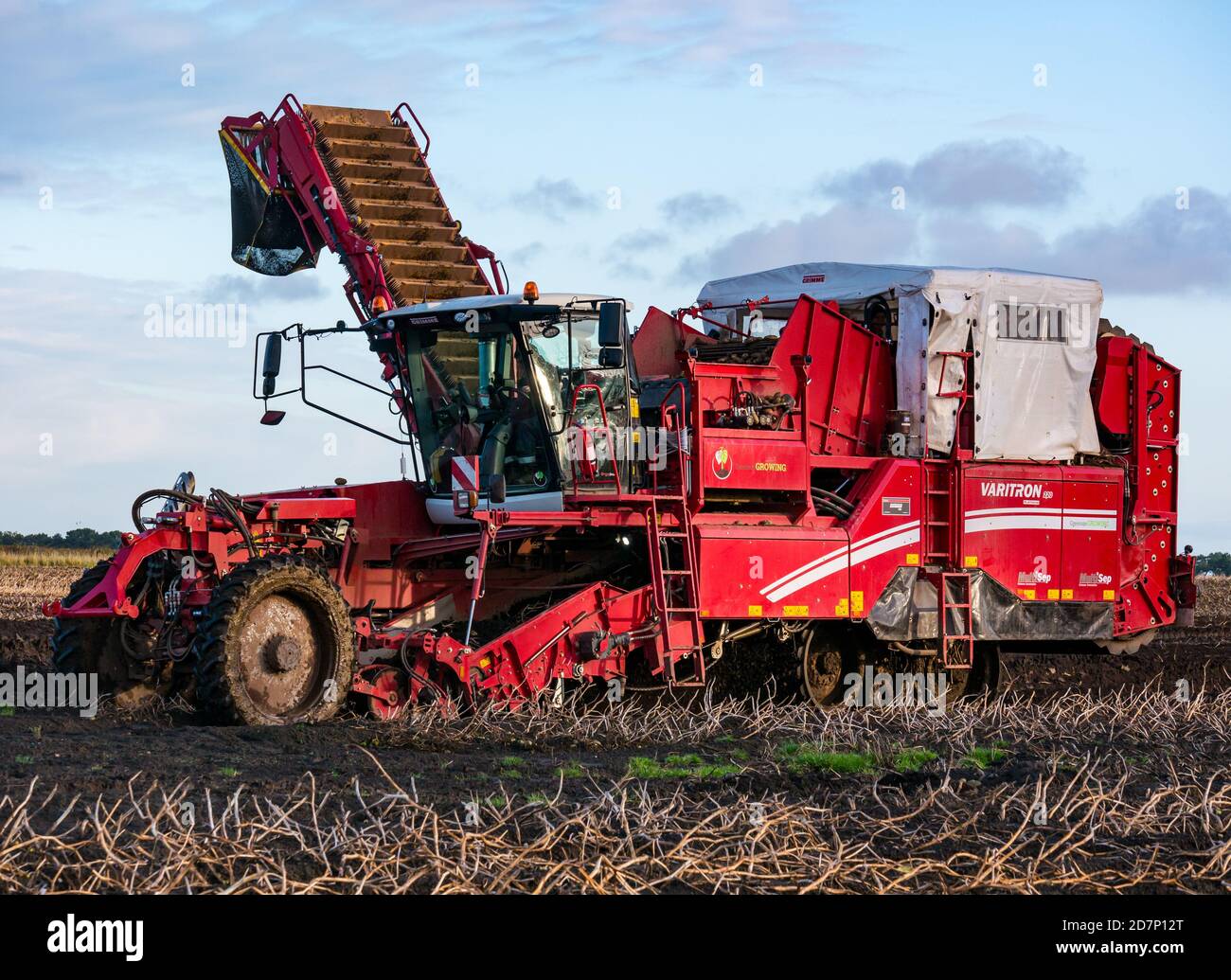 Self-propelled Grimme potato harvester during potato harvesting ...