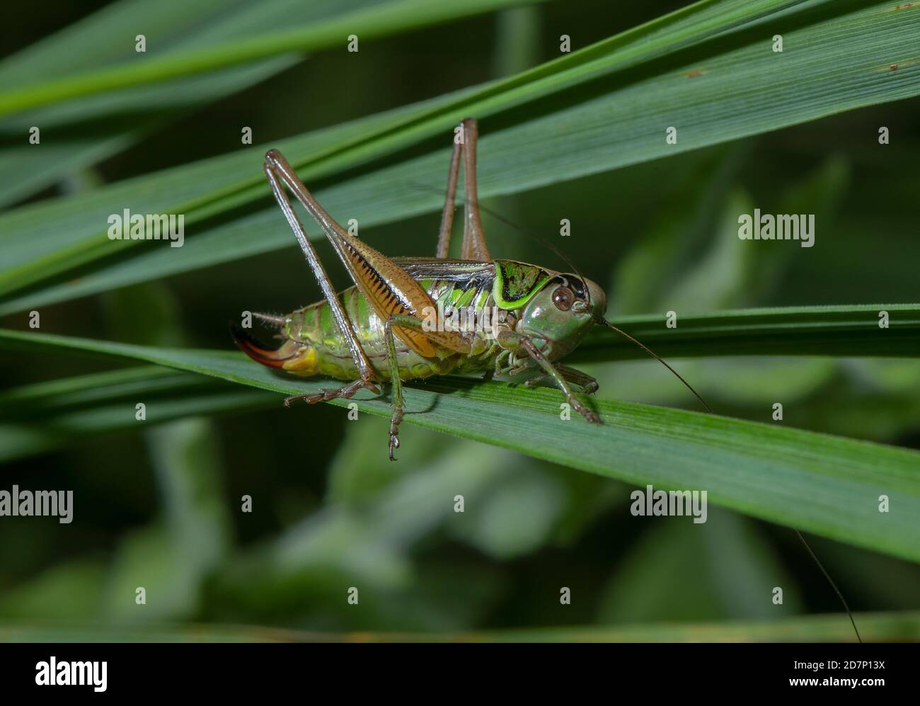 Orthoptera Cricket