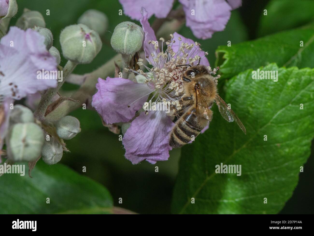 Honey-bee, Apis mellifera, worker visiting bramble flower for nectar ...