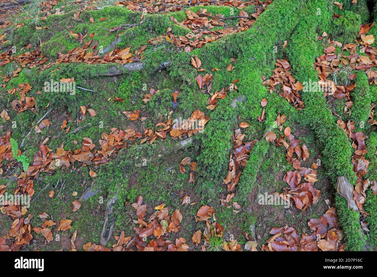 Beech Tree roots covered in autumn leaves in the Forest of Dean Stock ...