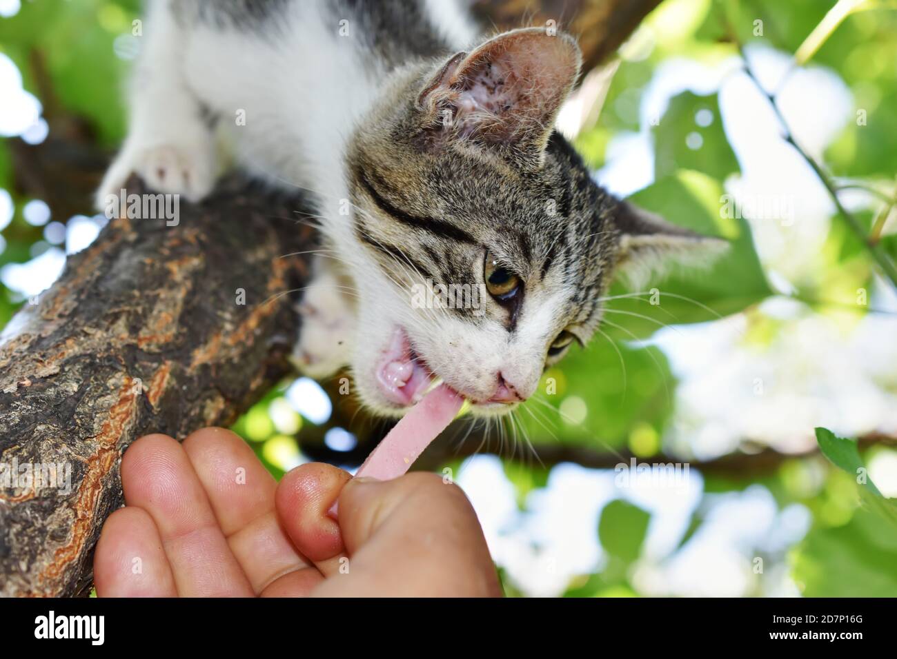 little kitten eating food and top of tree branch Stock Photo - Alamy