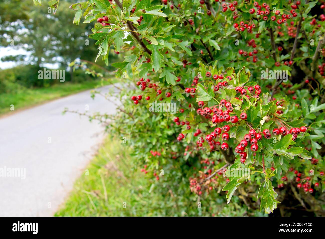 Hawthorn, May Tree or Whitethorn (crataegus monogyna), close up showing ...