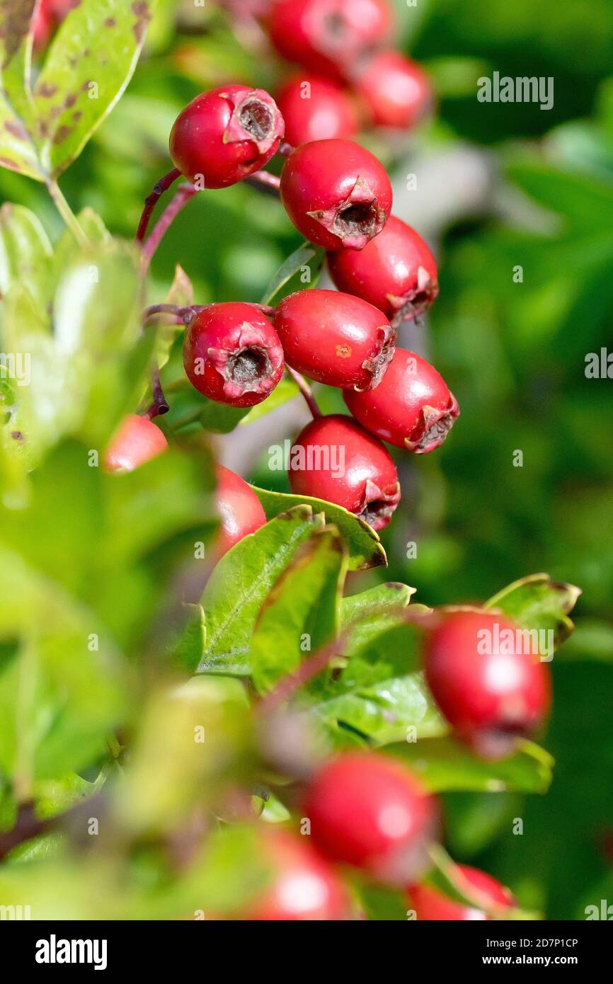 Hawthorn, May Tree or Whitethorn (crataegus monogyna), close up showing ...