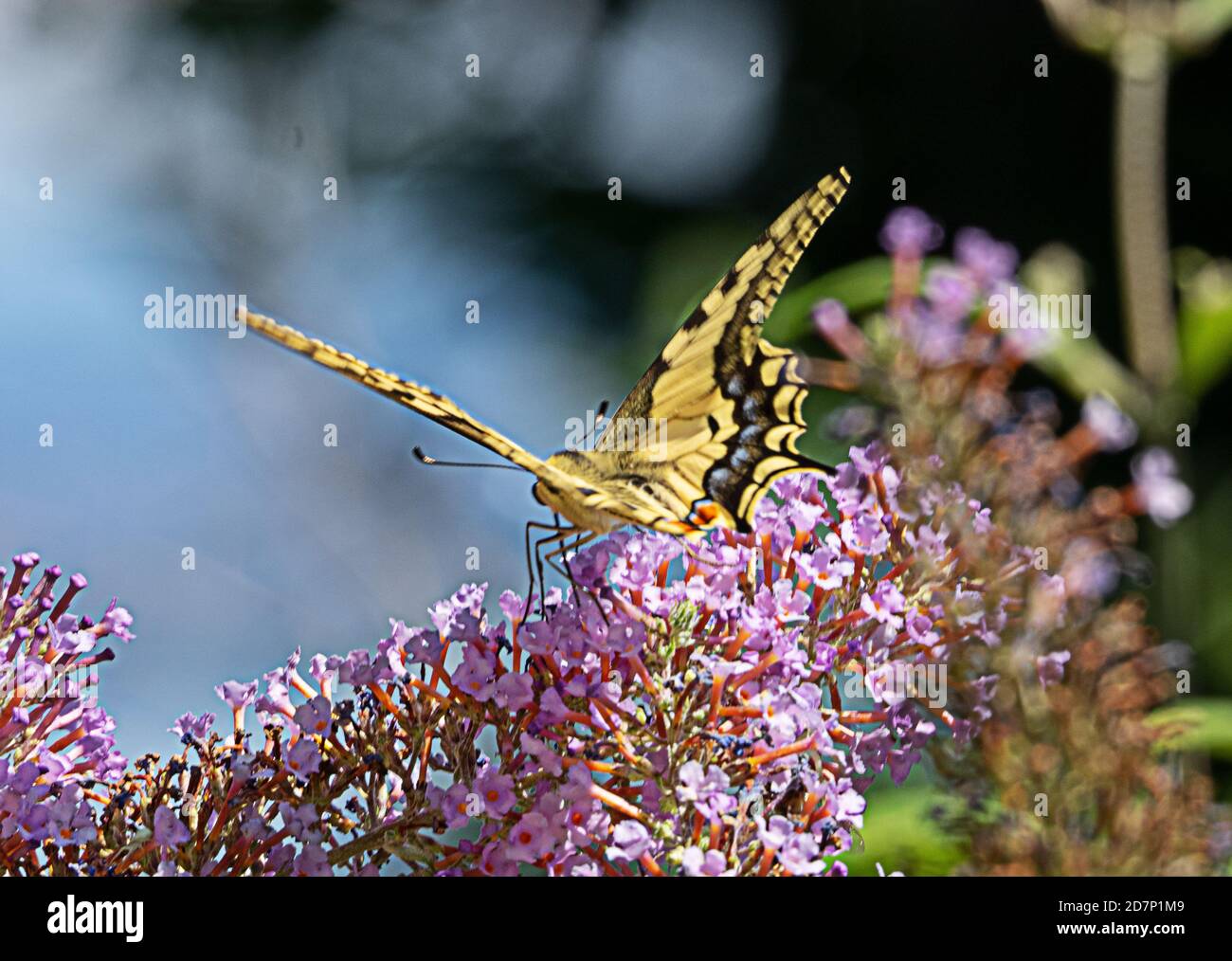 Buddleja Davidii is a shrub called a butterfly tree. butterflies ...
