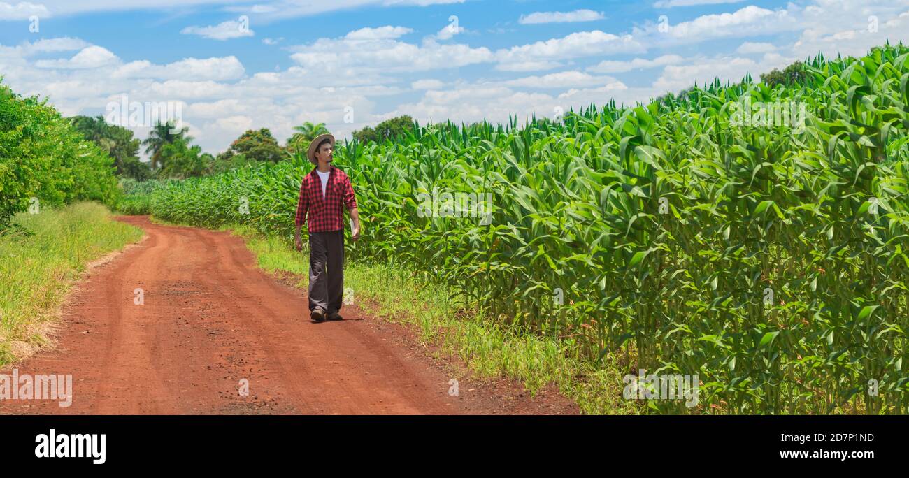 Farmer using digital tablet computer in cultivated corn field ...