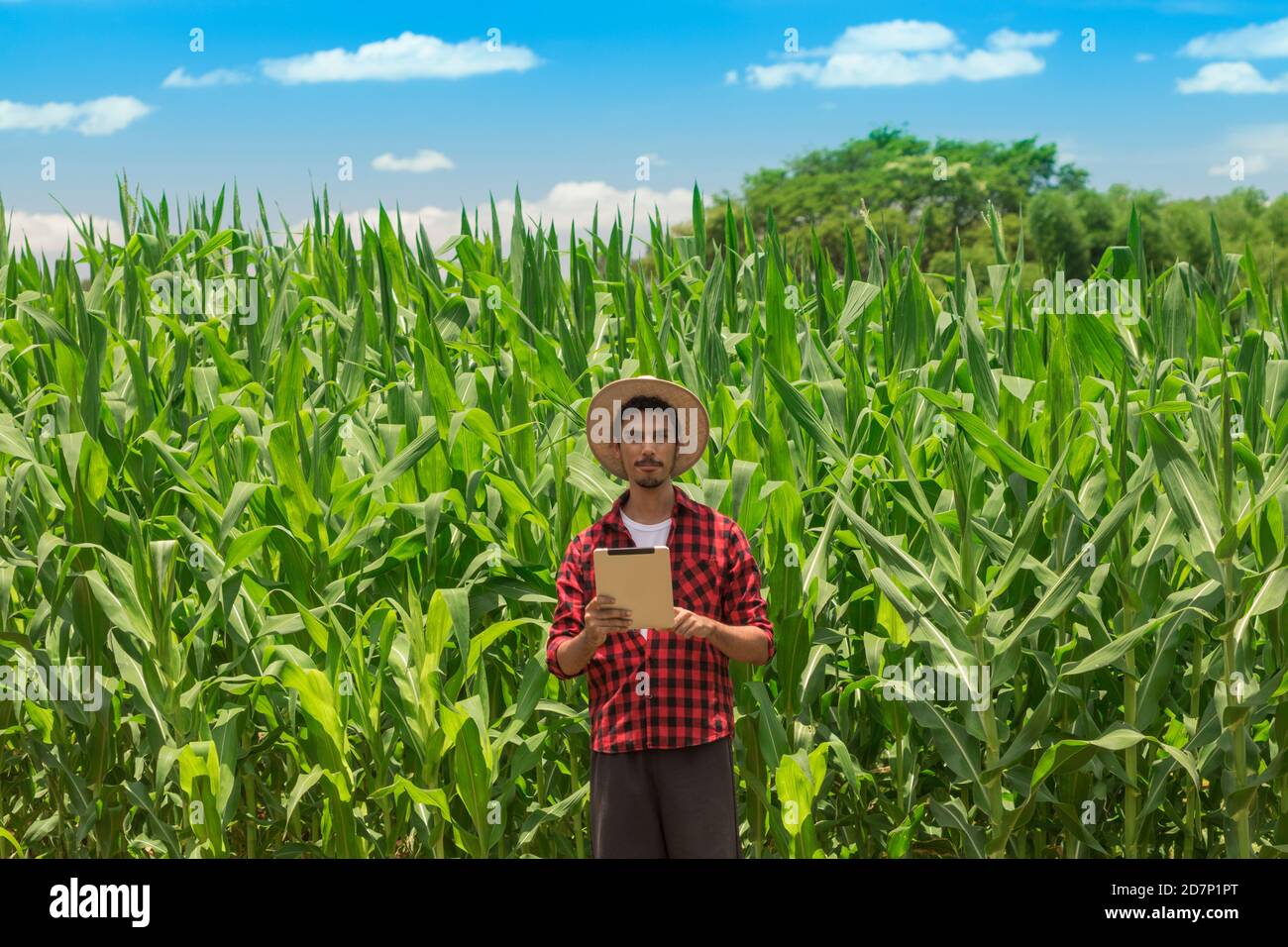 Farmer using digital tablet computer in cultivated corn field ...