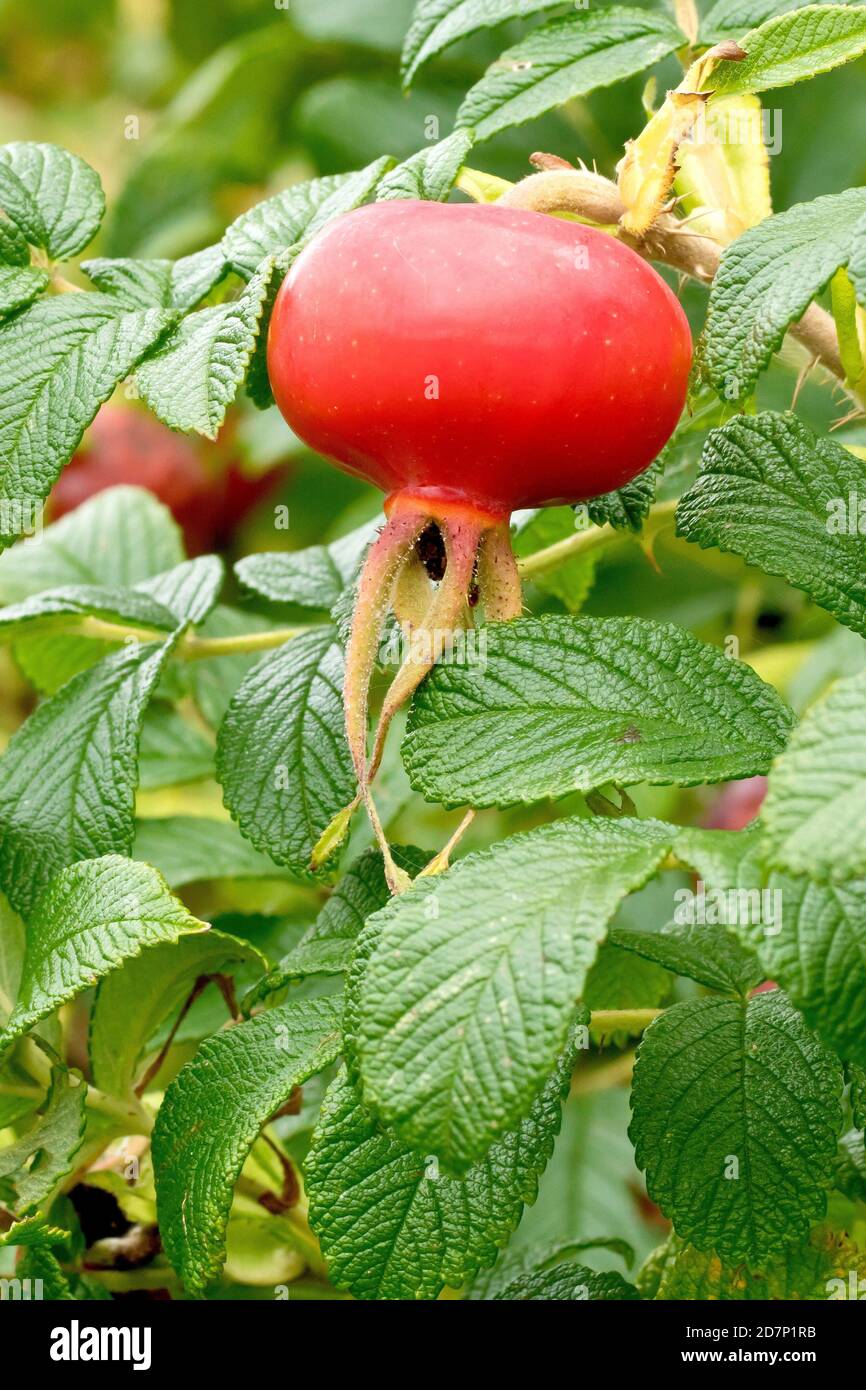 Wild Rose (rosa rugosa), also known as Japanese Rose, close up showing ...
