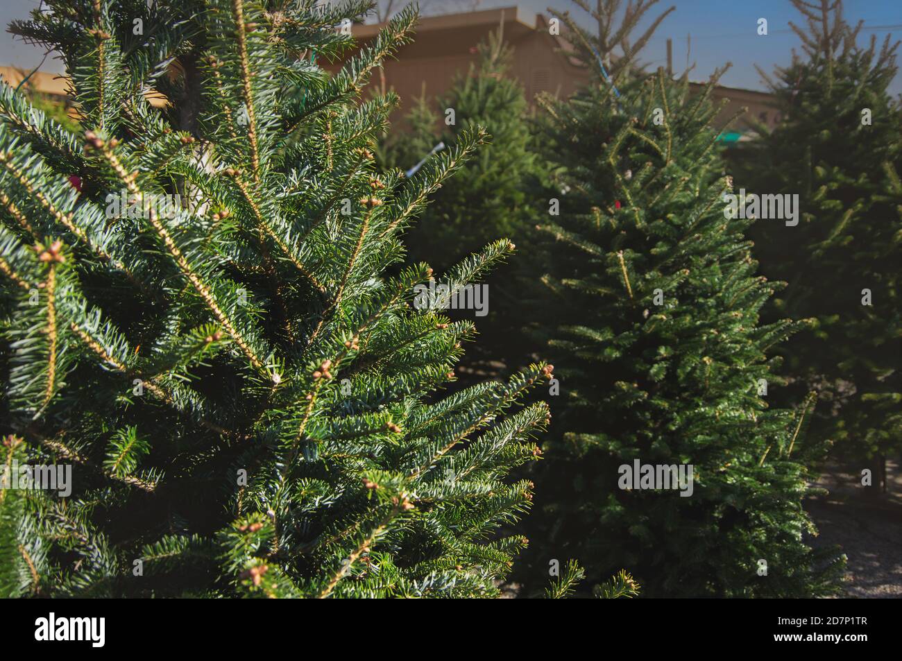 Types of pine trees hi-res stock photography and images - Alamy