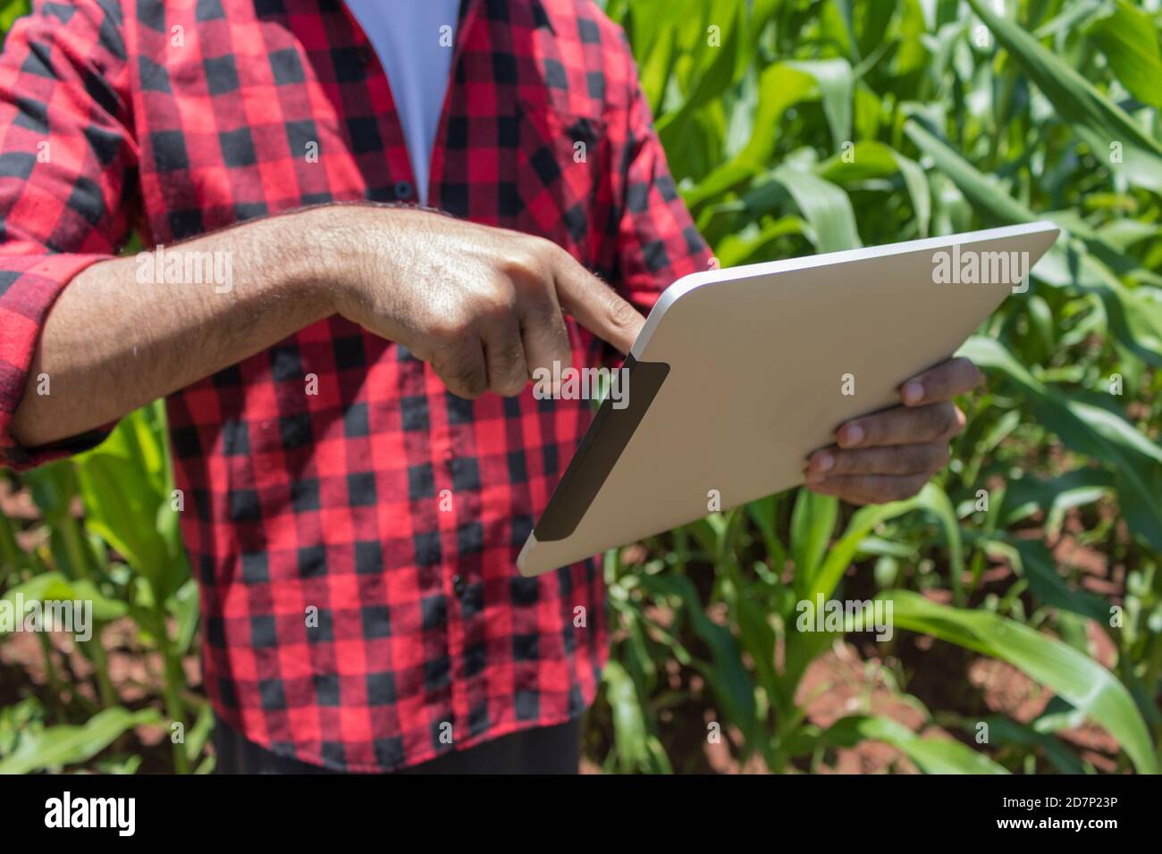 Farmer using digital tablet computer, cultivated corn plantation in ...