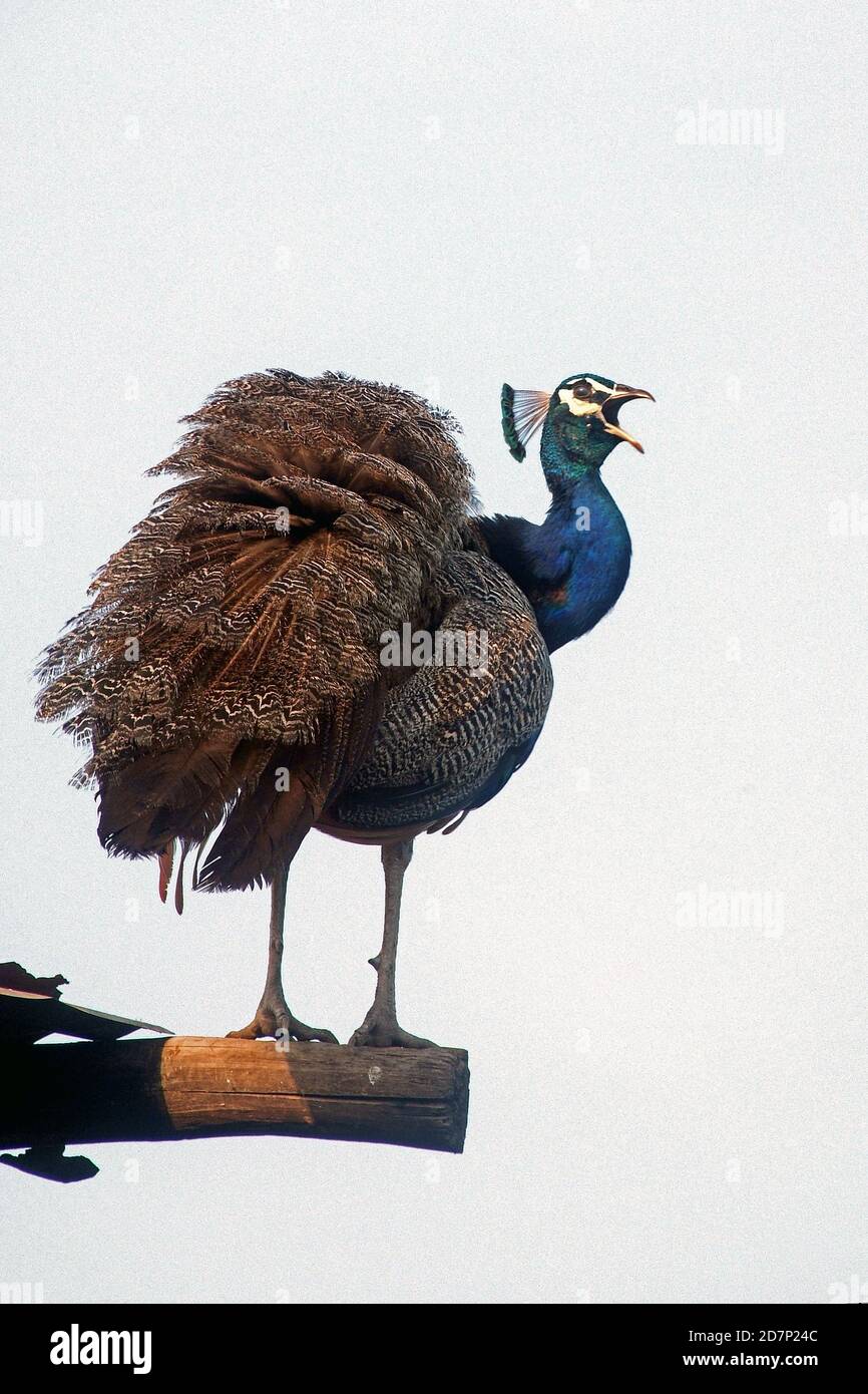 The Indian Peacock, Pavo cristatus, The National Bird of India ...