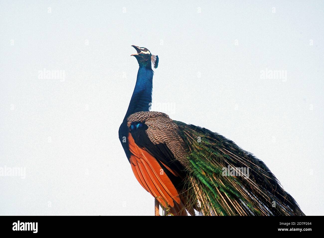 The Indian Peacock, Pavo cristatus, The National Bird of India ...