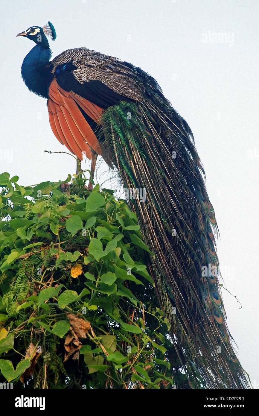 The Indian Peacock, Pavo cristatus, The National Bird of India ...