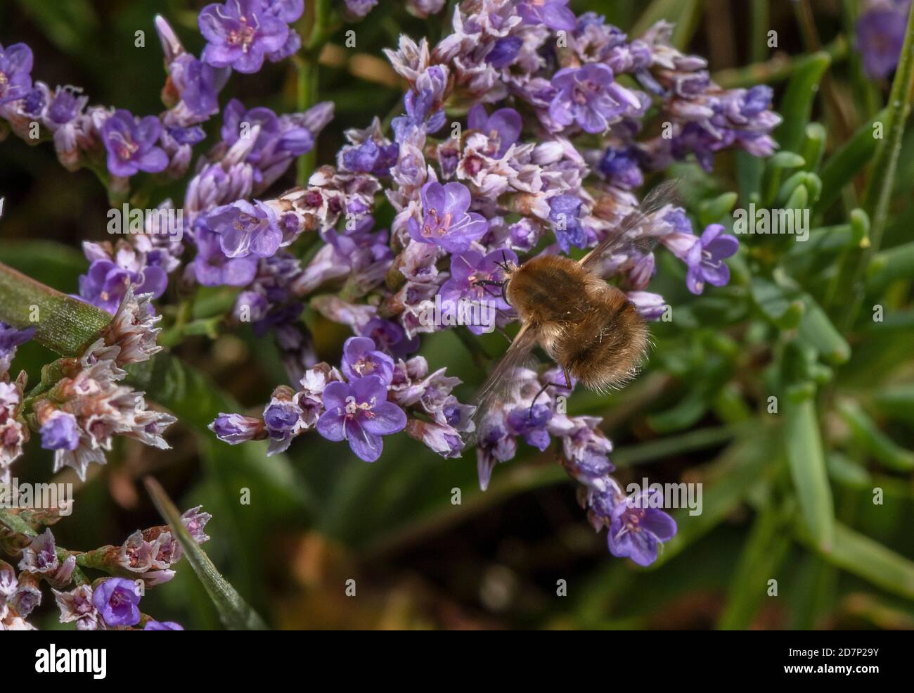 Heath bee-fly, Bombylius minor, visiting sea-lavender flowers, Poole ...