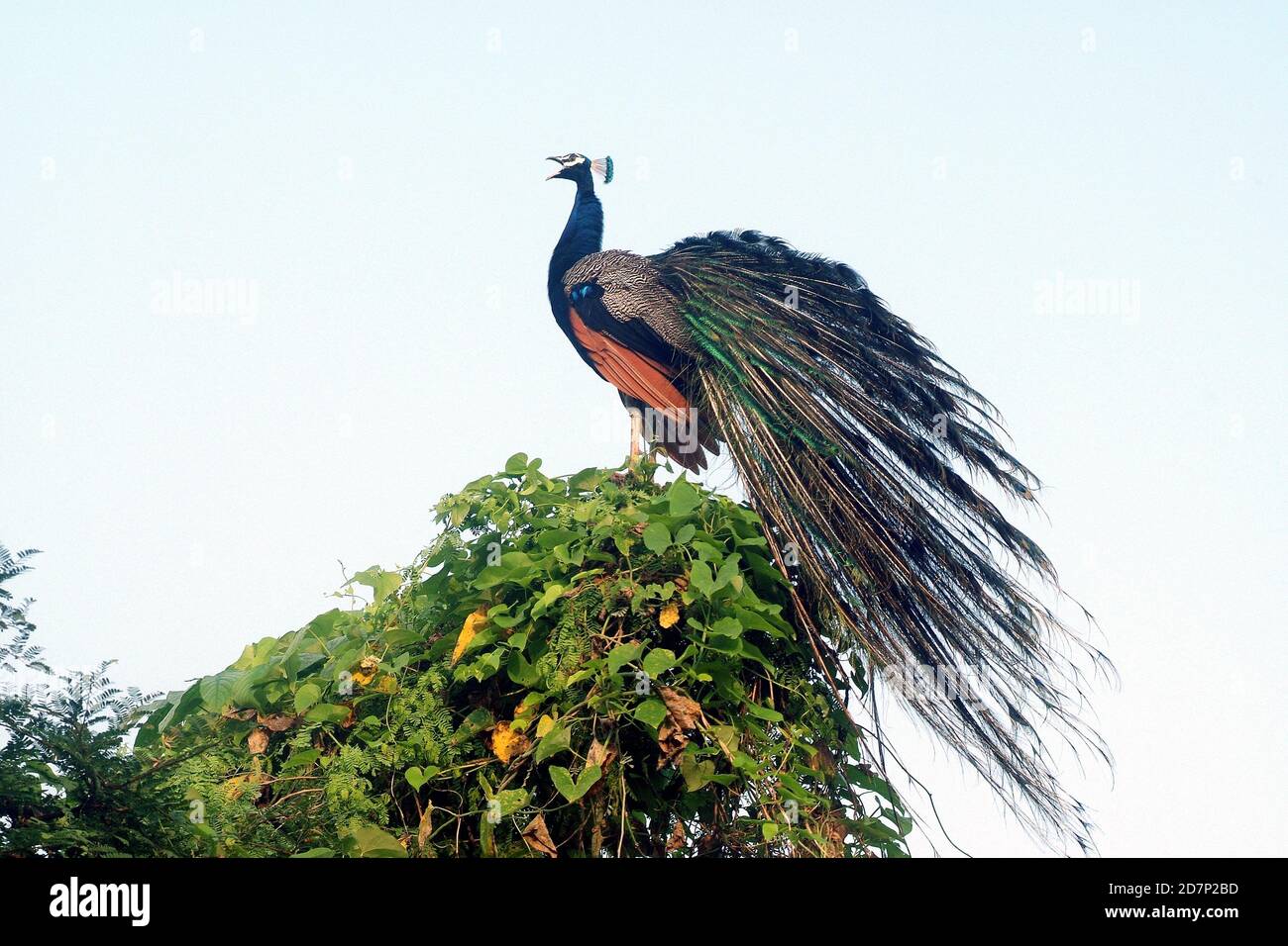 The Indian Peacock, Pavo cristatus, The National Bird of India ...