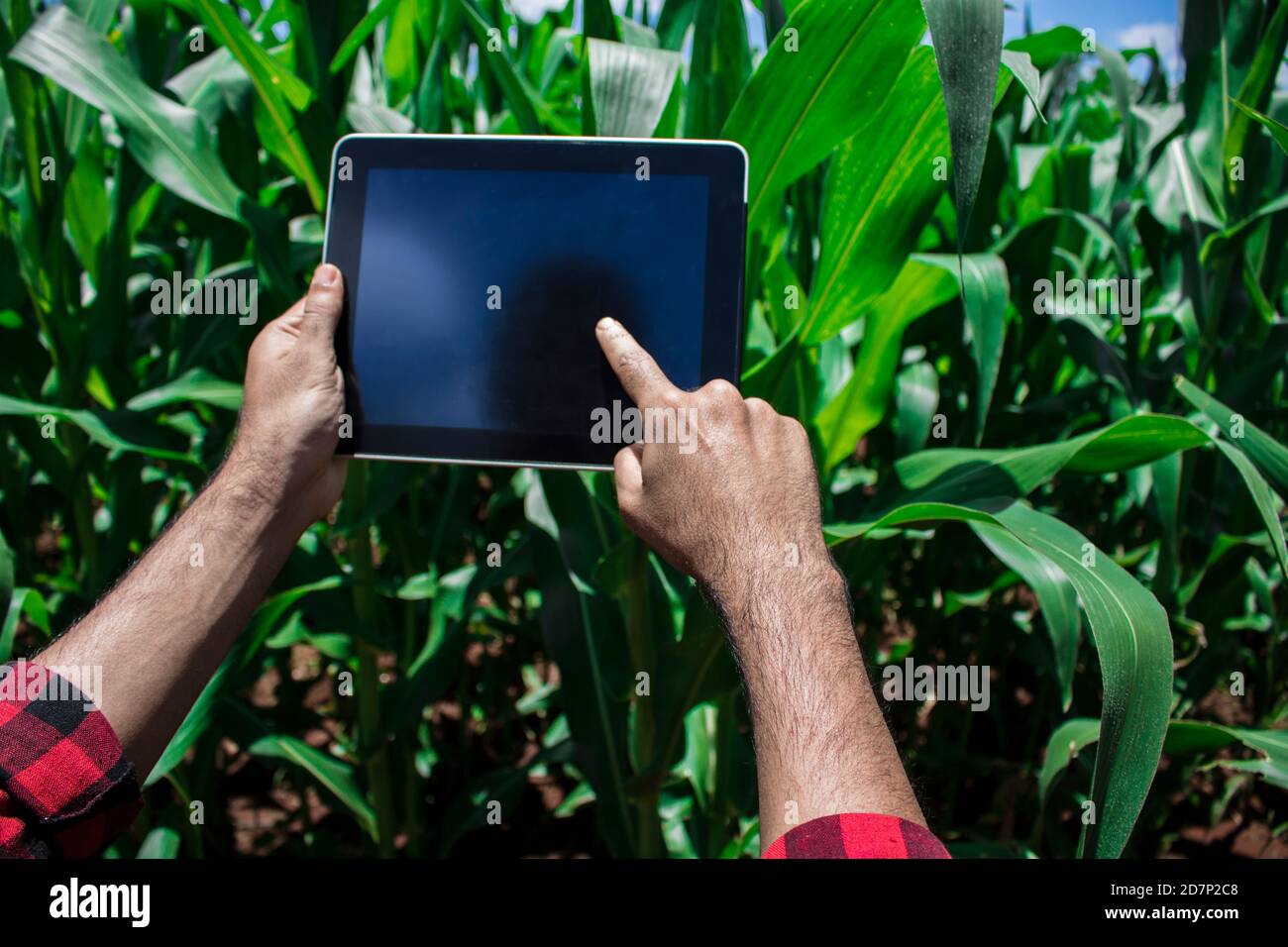 Farmer using digital tablet computer, cultivated corn plantation in ...