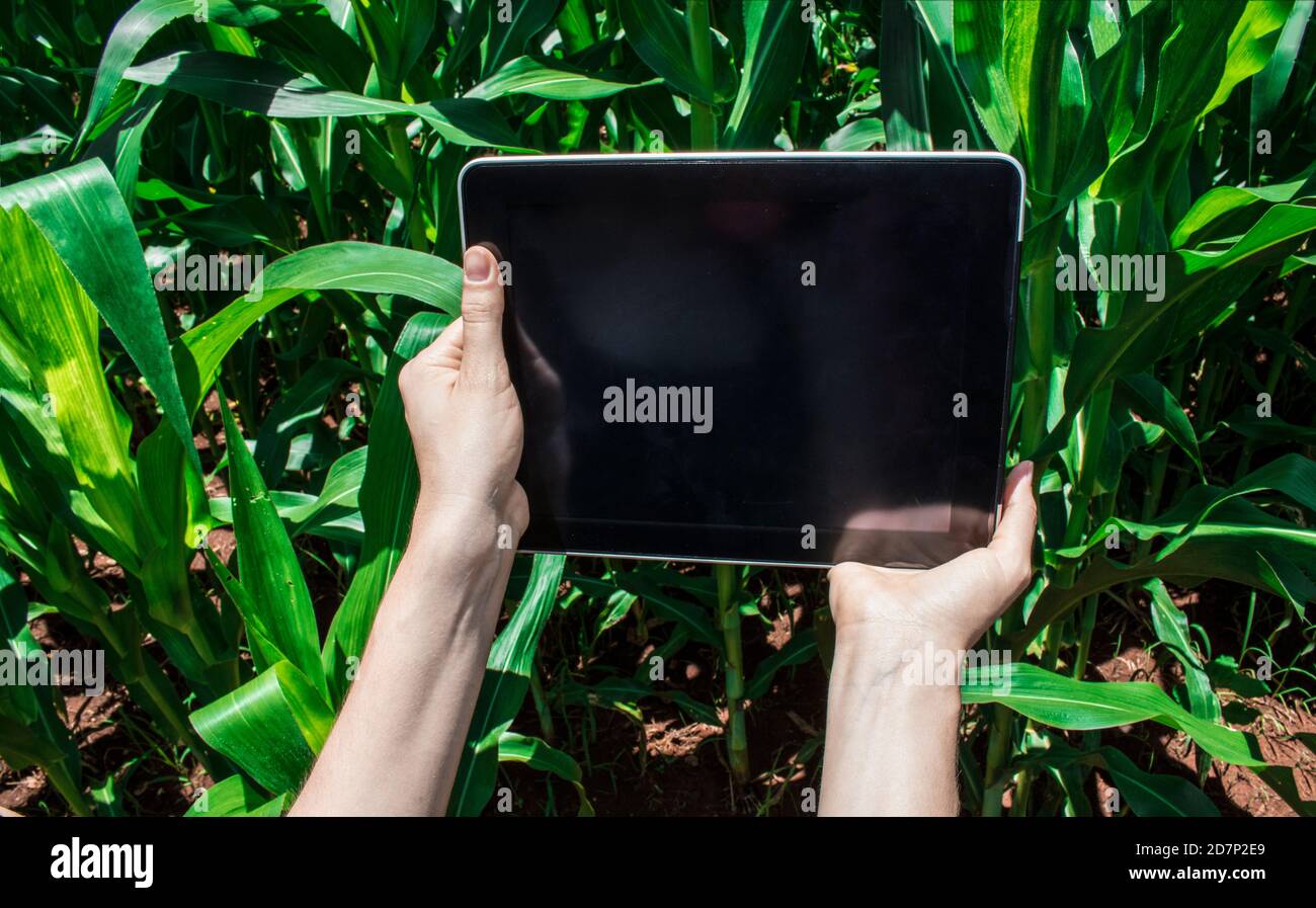 Farmer using digital tablet computer, cultivated corn plantation in ...