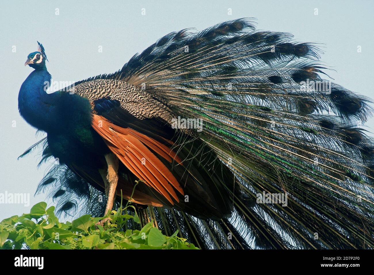 The Indian Peacock, Pavo cristatus, The National Bird of India ...