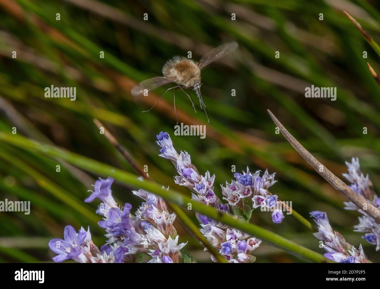 Heath bee-fly, Bombylius minor, visiting sea-lavender flowers, Poole ...