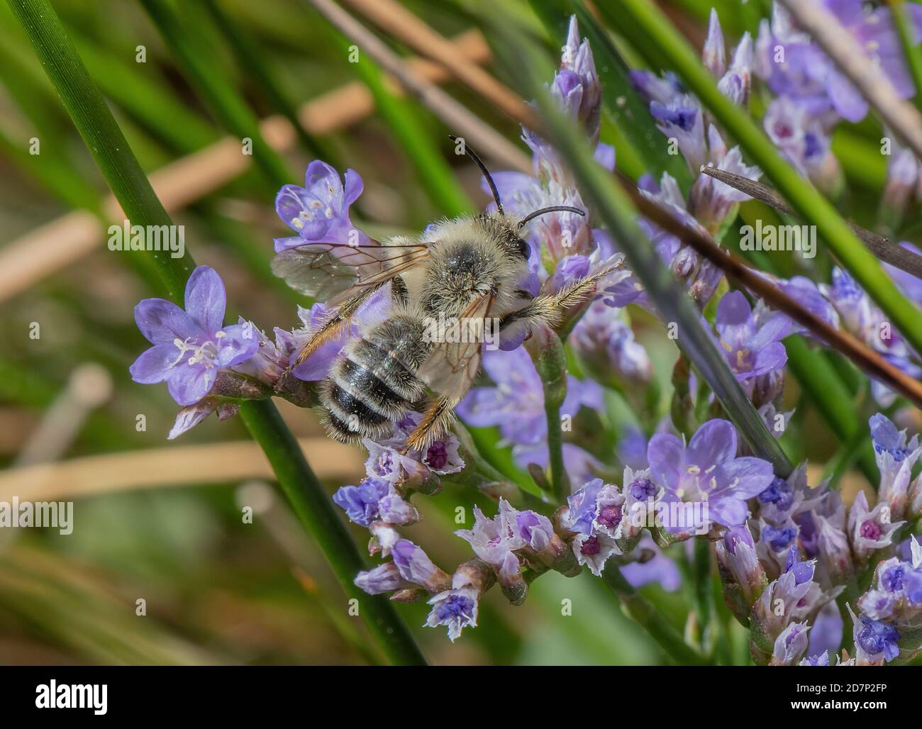 Male Ashy Mining-bee, Andrena cineraria, on Sea lavender flowers in ...