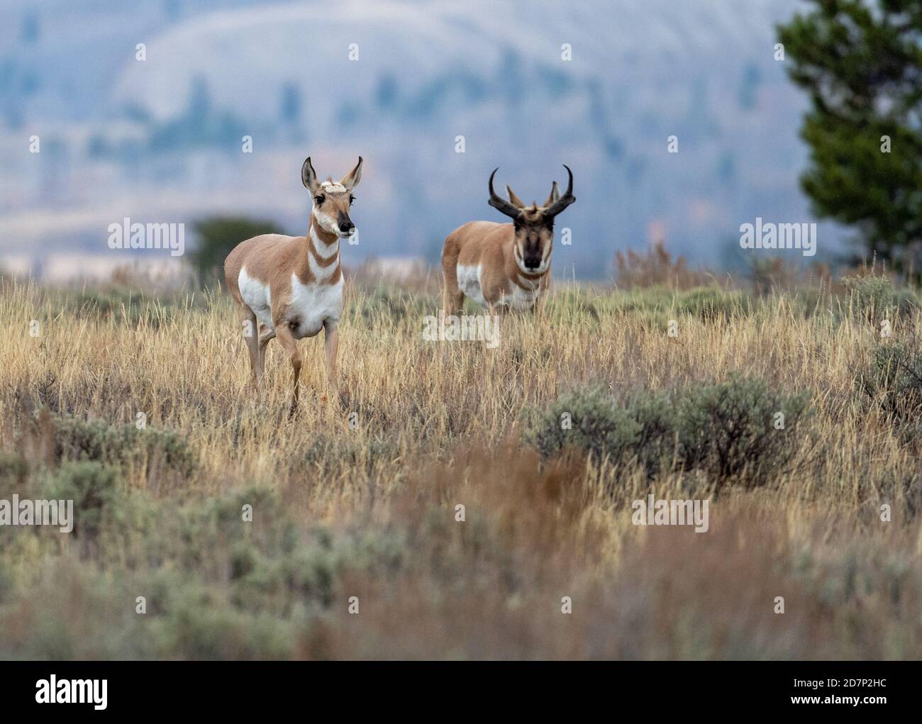 A pronghorn buck and doe during the rut in an open meadow in Grand ...