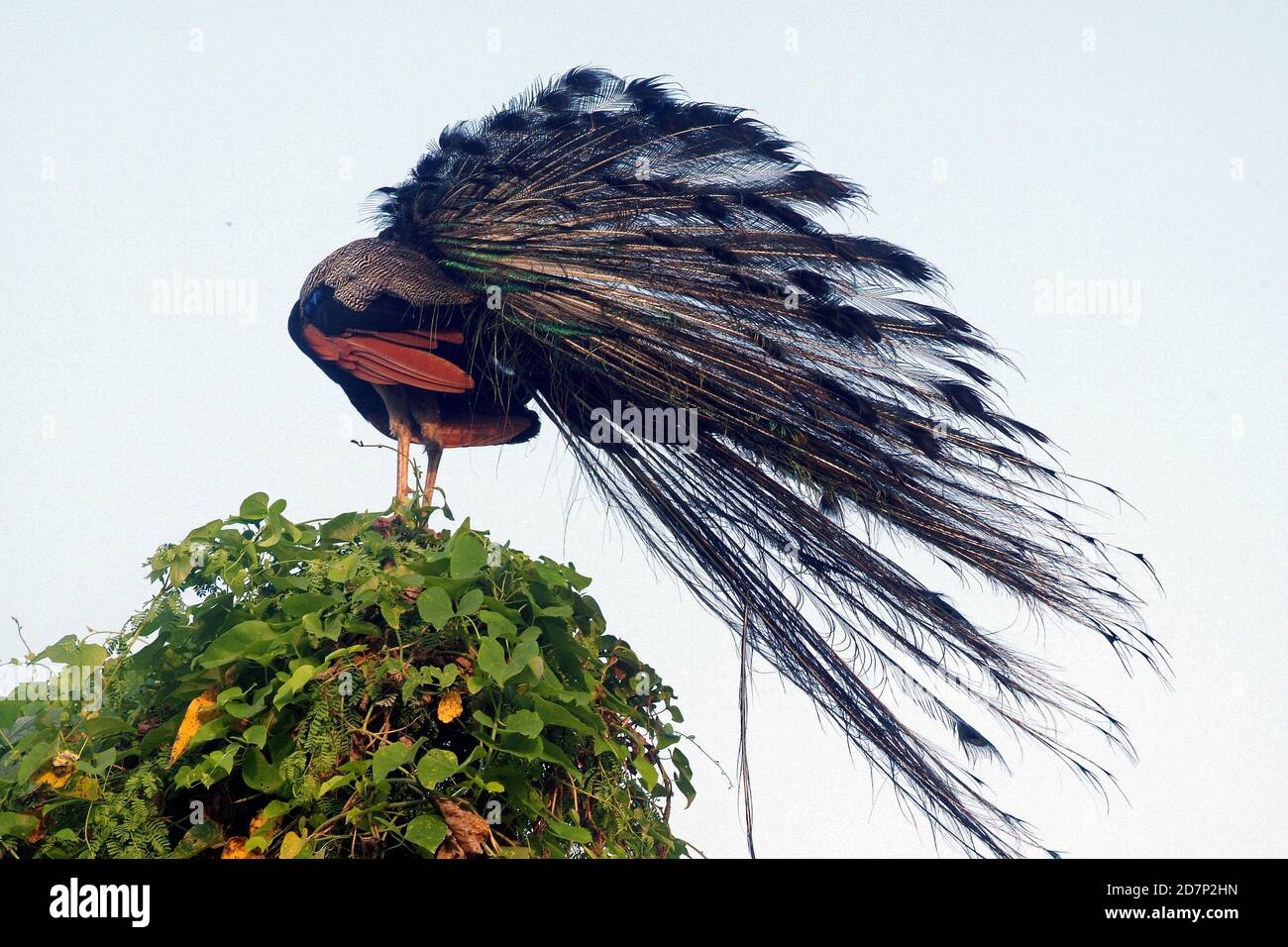 The Indian Peacock, Pavo cristatus, The National Bird of India ...