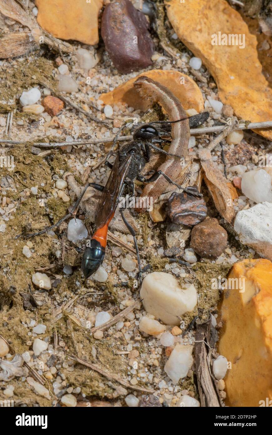 Ammophila wasp caterpillar hi-res stock photography and images - Alamy
