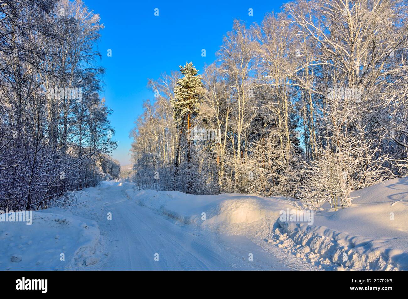 Nature background forest suns hi-res stock photography and images - Alamy