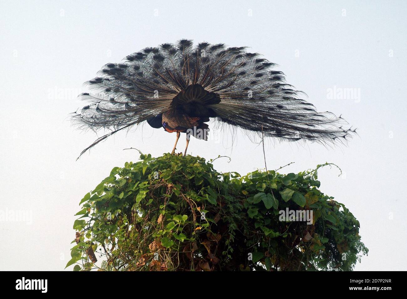 The Indian Peacock, Pavo cristatus, The National Bird of India ...