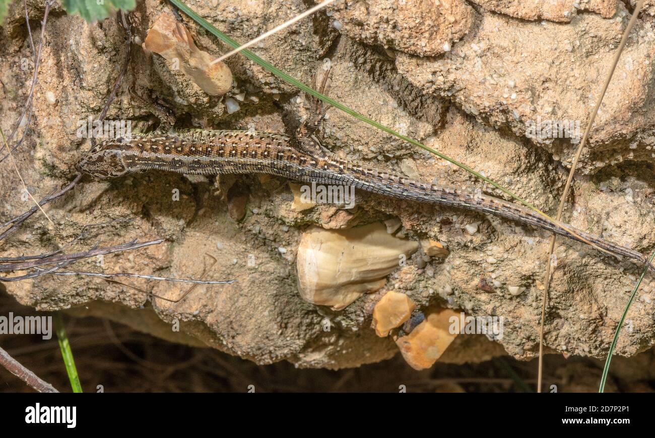 Female Sand Lizard, Lacerta agilis, on sandy cliff in heathland, Poole ...
