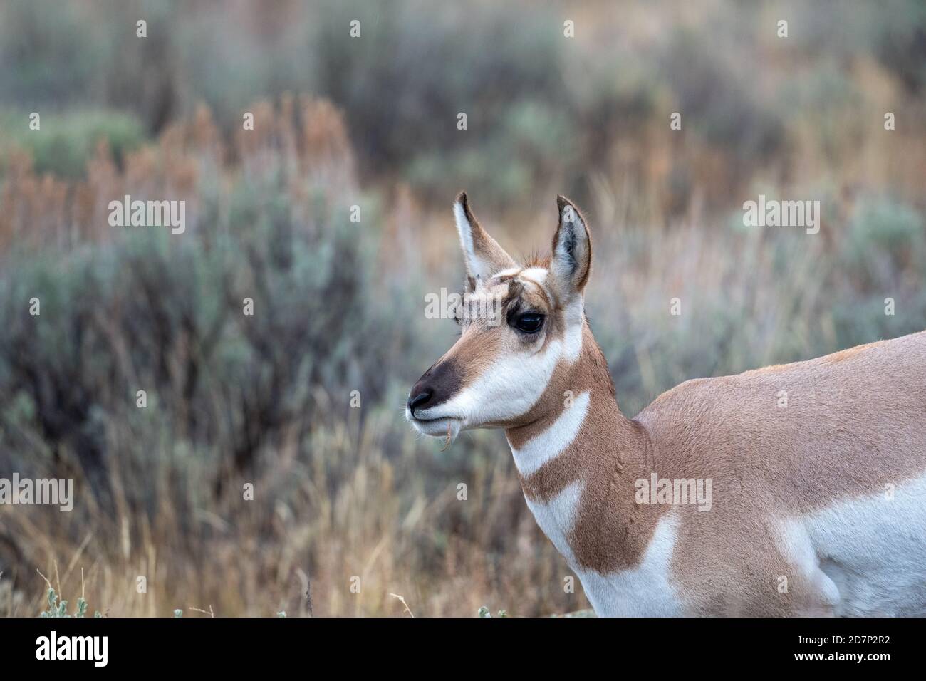 Female pronghorn antelope hi-res stock photography and images - Alamy