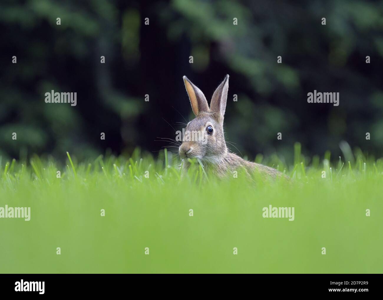 An Eastern Cottontail rabbit eating grass Stock Photo - Alamy