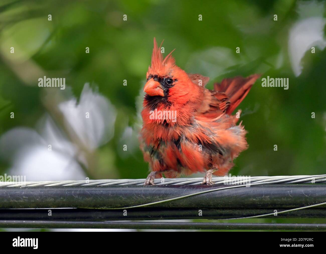 Molting northern cardinal hi-res stock photography and images - Alamy
