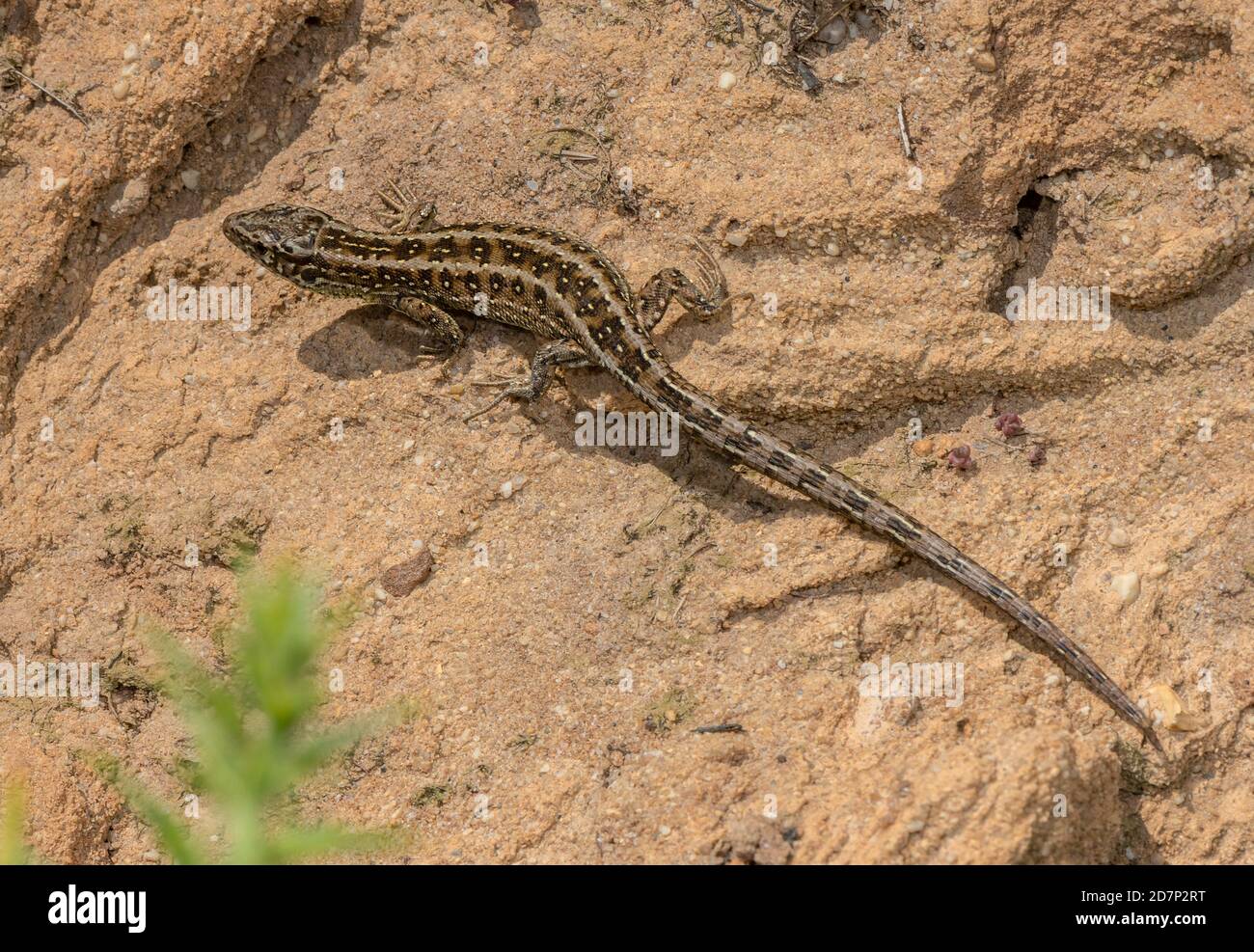Female Sand Lizard, Lacerta agilis, on sandy cliff in heathland, Poole ...