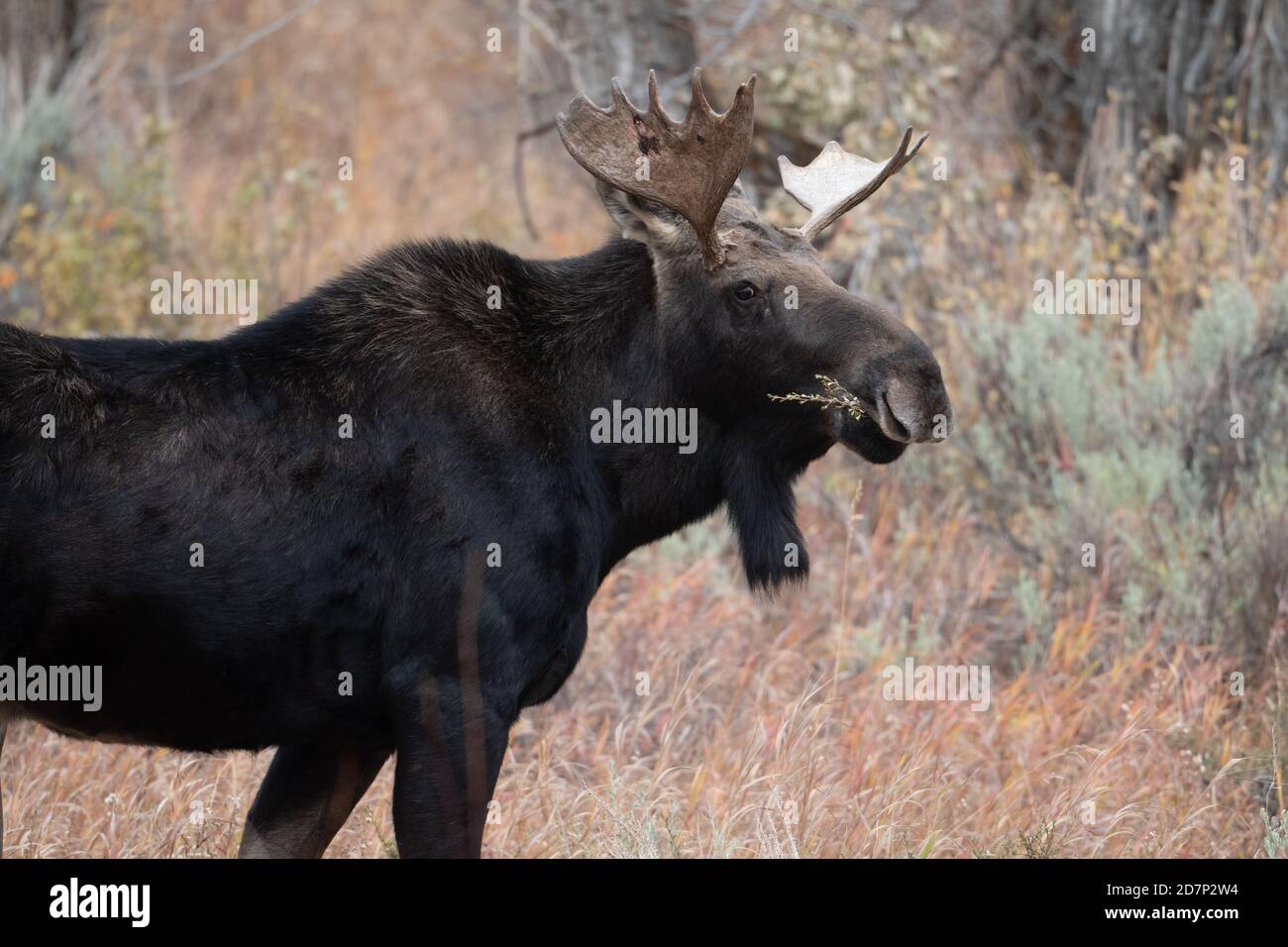 Bull moose fall teton national park hi-res stock photography and images ...