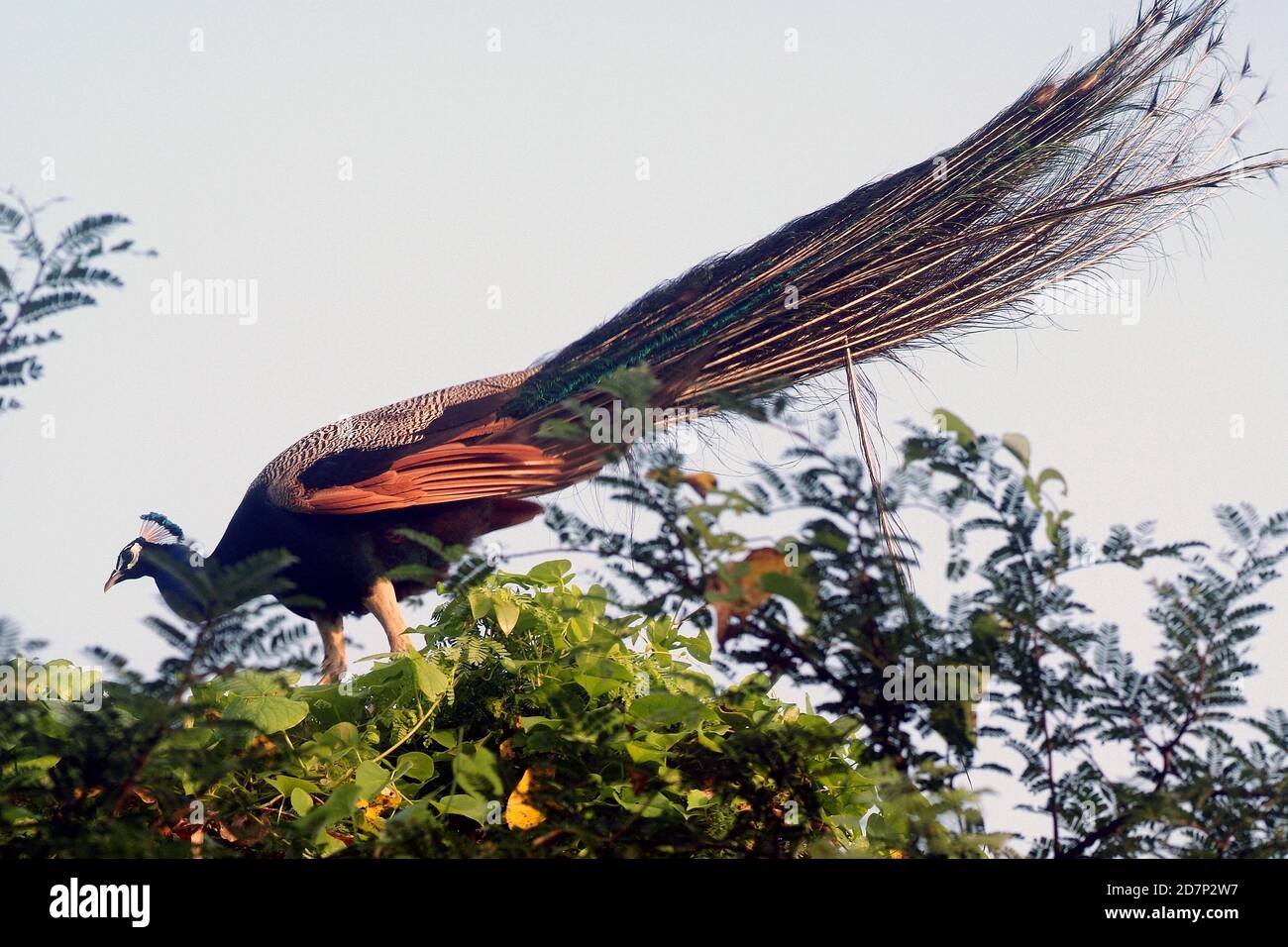 The Indian Peacock, Pavo cristatus, The National Bird of India ...