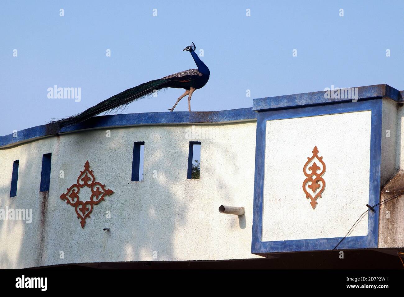 The Indian Peacock, Pavo cristatus, The National Bird of India ...