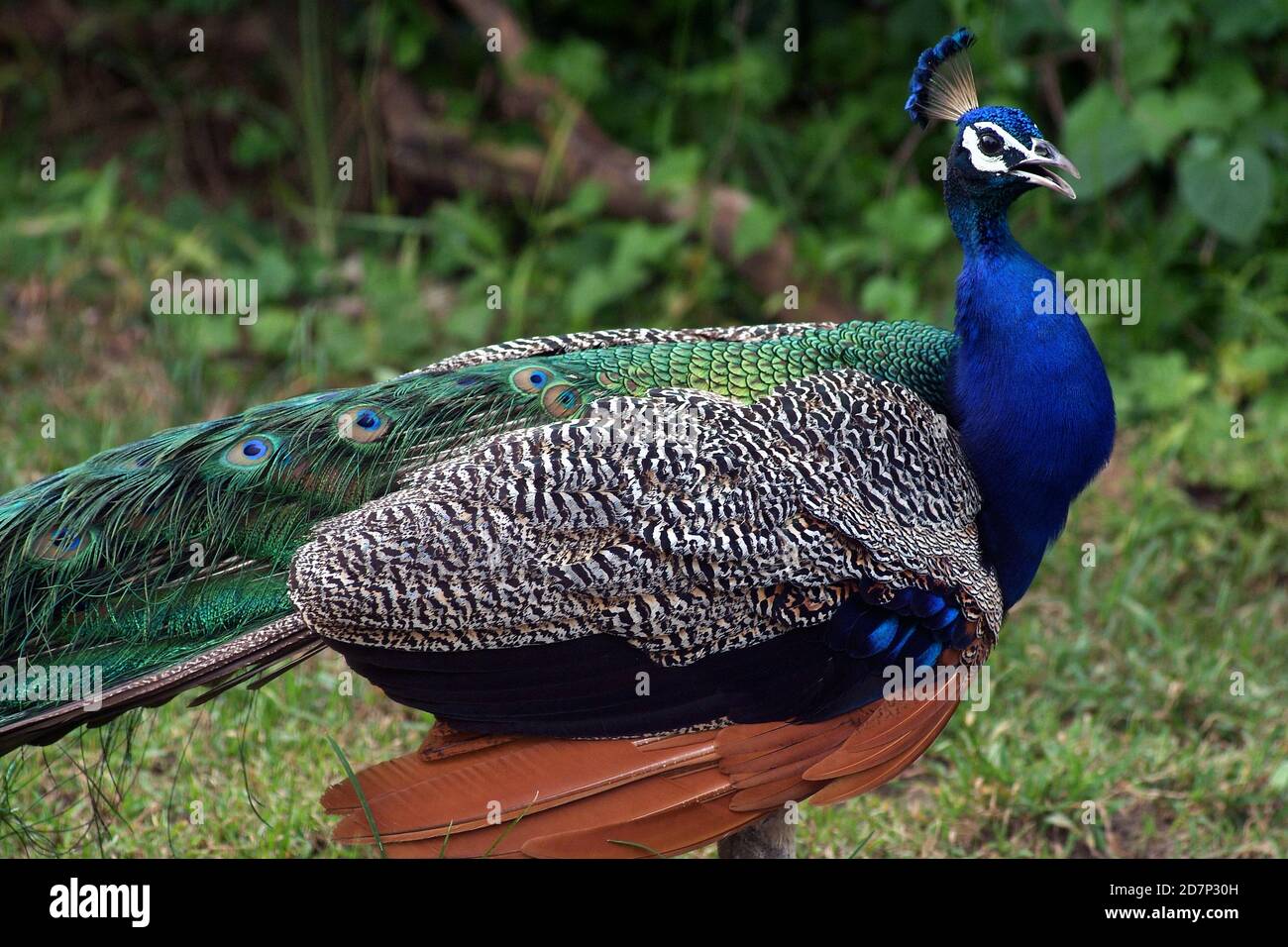 The Indian Peacock, Pavo cristatus, The National Bird of India ...