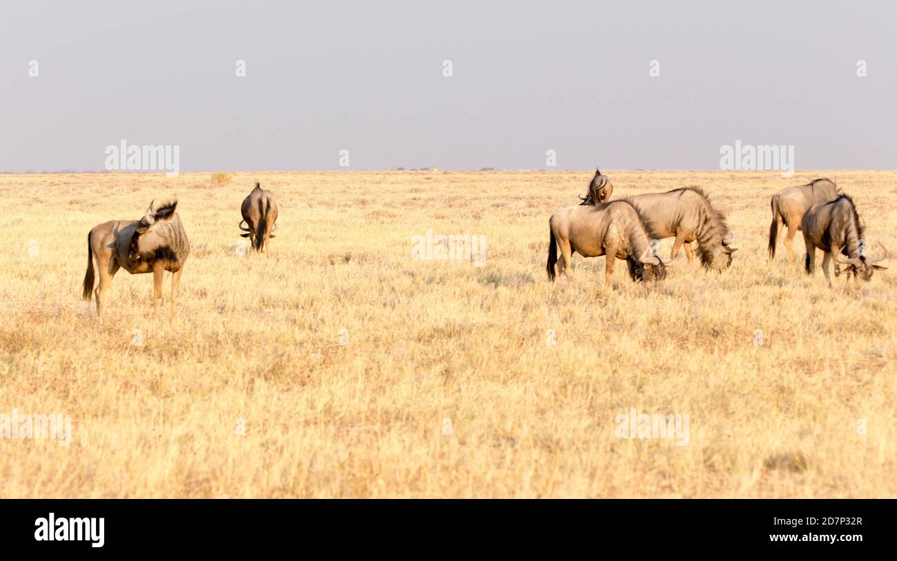 Wild buffaloes in the desert of Namibia Stock Photo - Alamy