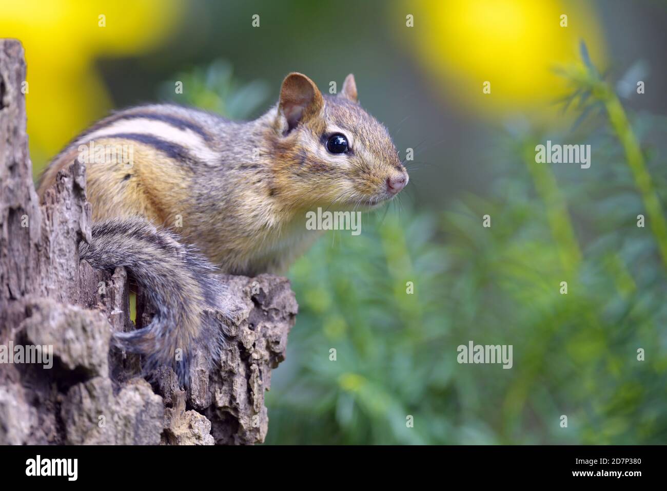 Resting chipmunk hi-res stock photography and images - Alamy