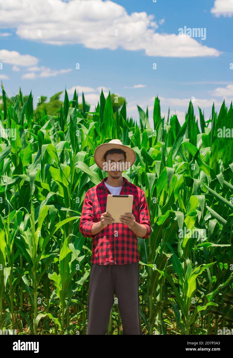 Farmer using digital tablet computer in cultivated corn field ...