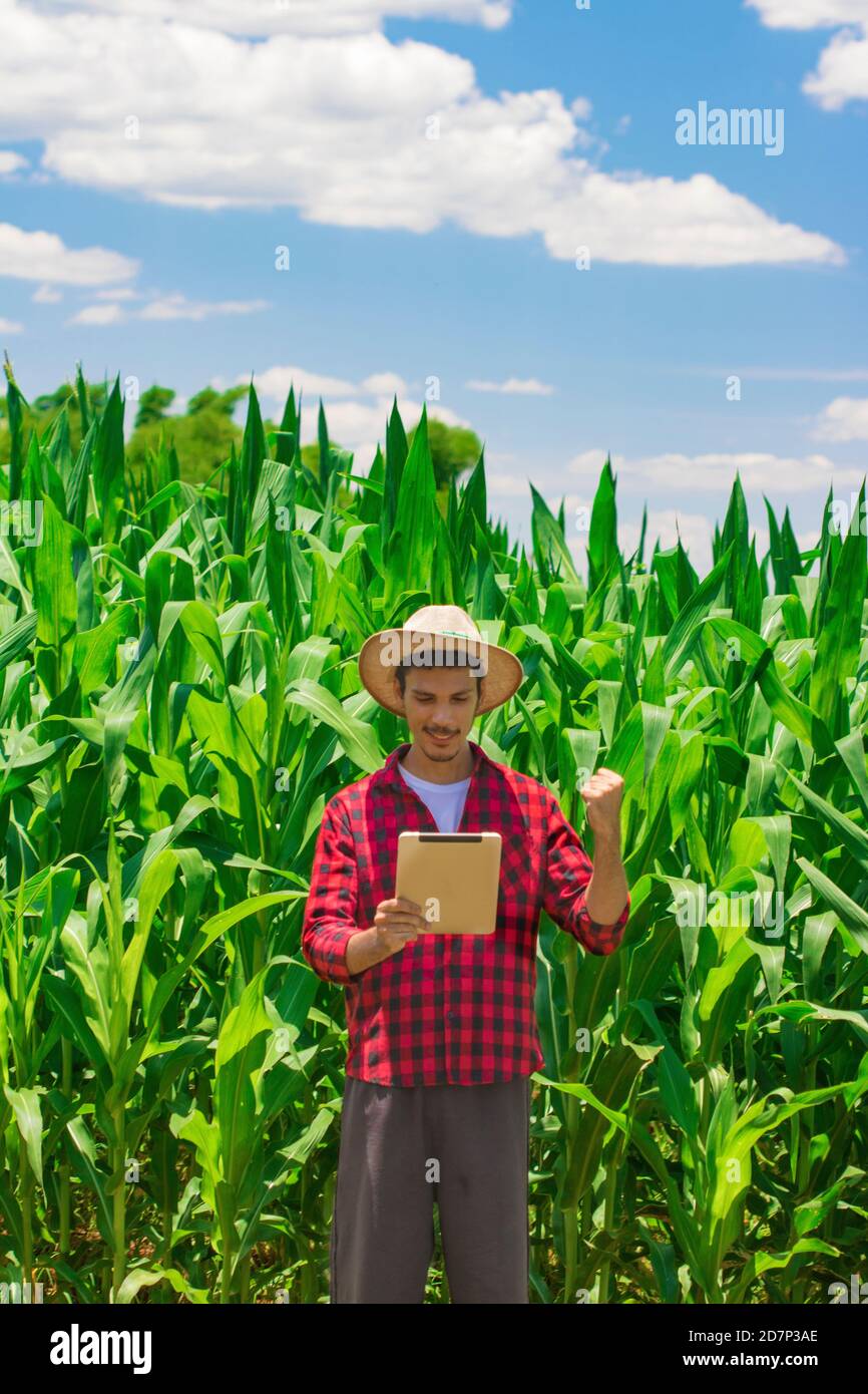 Farmer using digital tablet computer in cultivated corn field ...