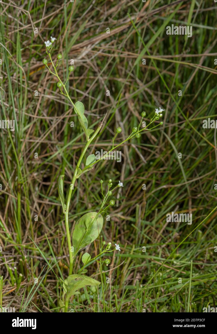 Brookweed, Samolus valerandi, in flower in saltmarsh-edge seepages ...