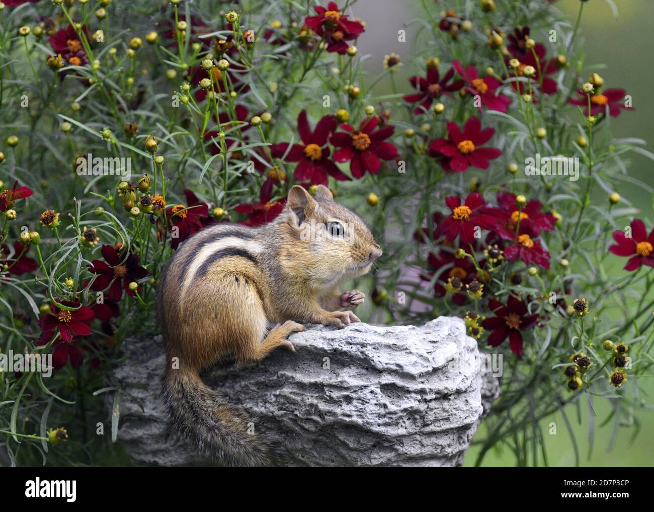 Chipmunk eating peanuts hi-res stock photography and images - Alamy