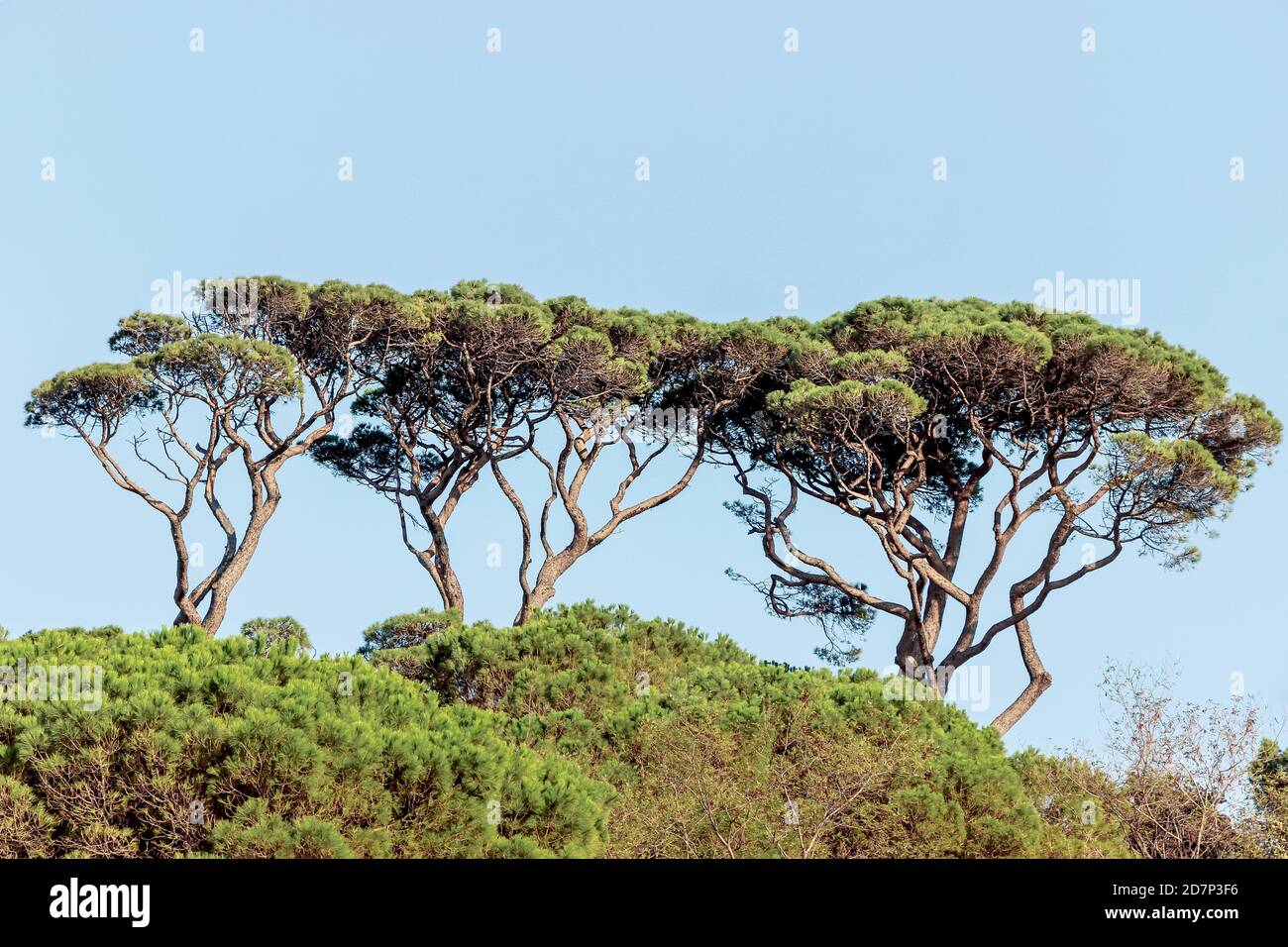 Big crown hi-res stock photography and images - Alamy