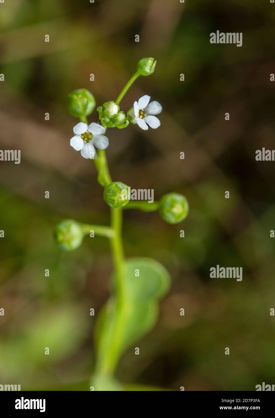 Brookweed, Samolus valerandi, in flower in saltmarsh-edge seepages ...