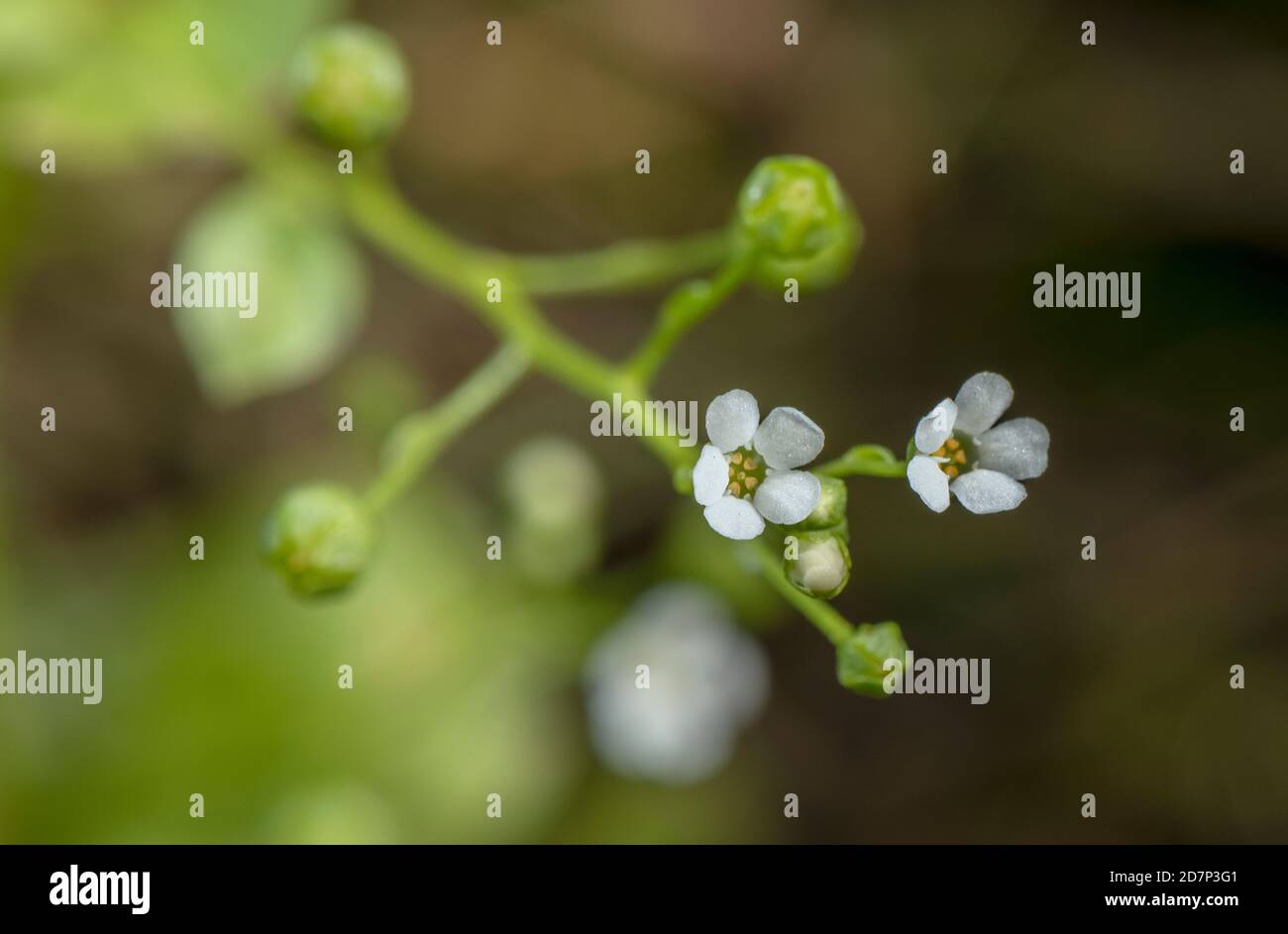 Brookweed, Samolus valerandi, in flower in saltmarsh-edge seepages ...