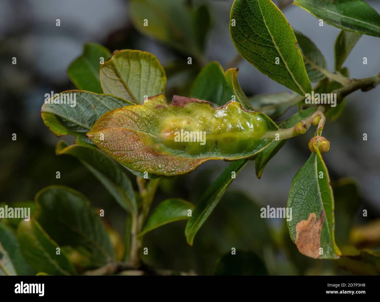 Willow Bean Sawfly, Pontania bridgmanii, galls on Sallow leaf Stock ...