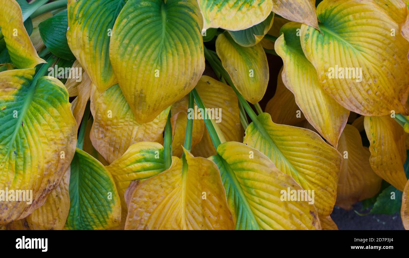 Hosta foliage in autumn in contrasting colours of yellow and green ...