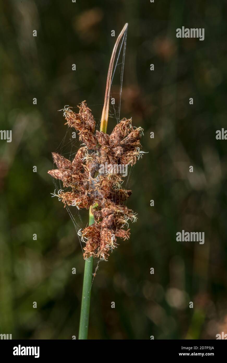 Bulrush flower hi-res stock photography and images - Alamy